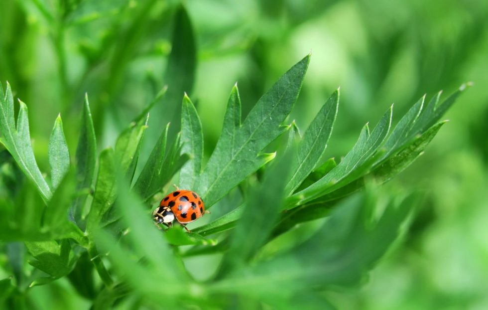 Grandpa's Bees: Growing Seed | Gardow Consulting LLC